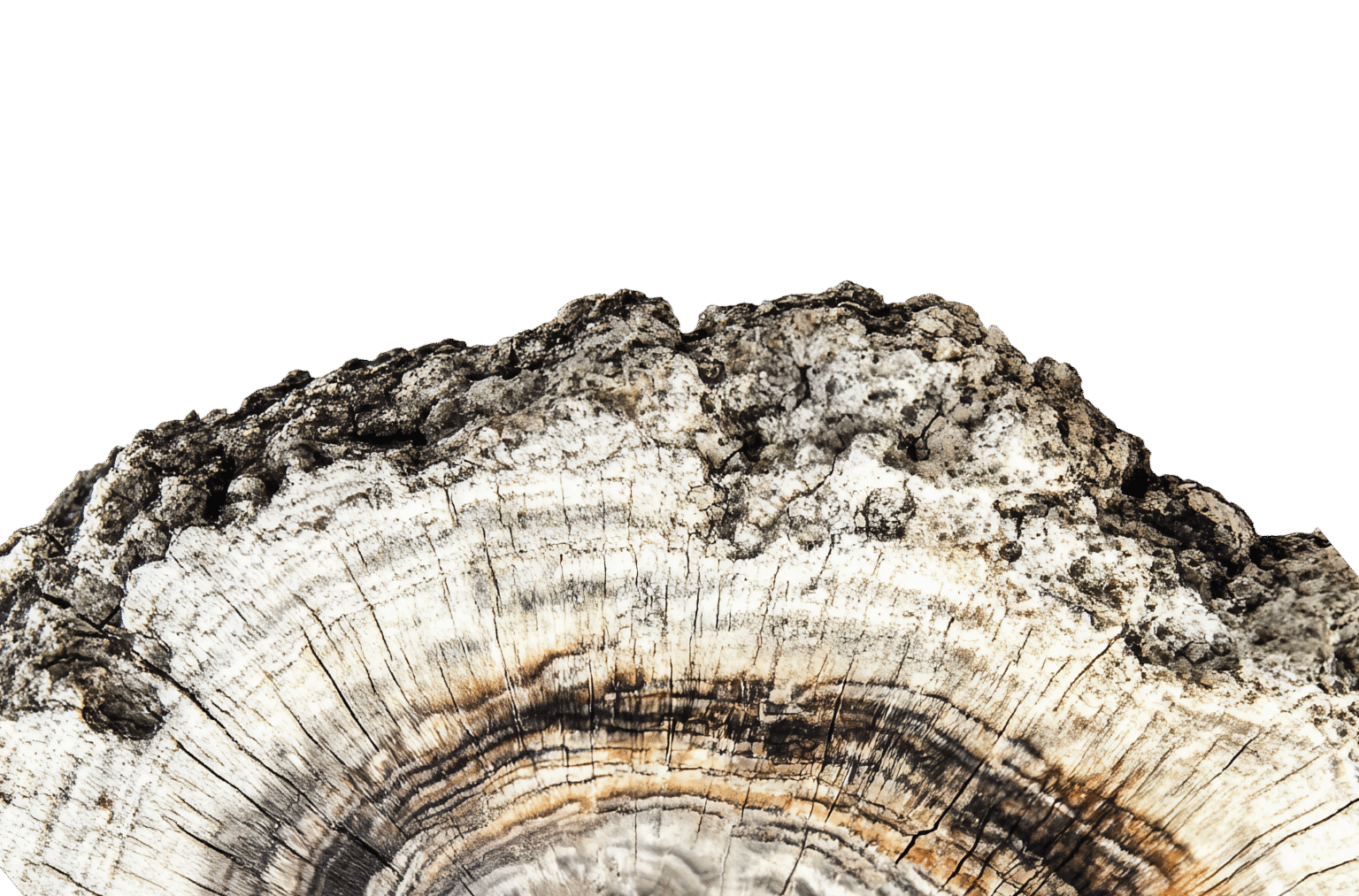 What is wood made of anyway? And why is it so good for building stuff ...